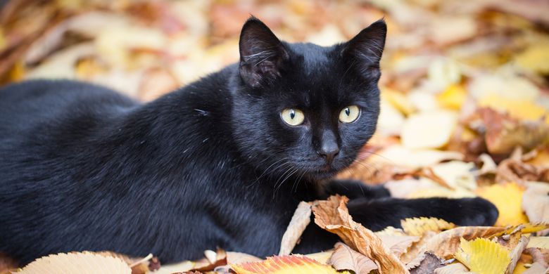 5 Hal yang Jarang Diketahui soal Kucing Hitam