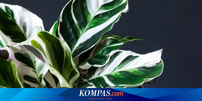 Berita Harian Cara-Mengatasi-Daun-Calathea Terbaru Hari Ini - Kompas.com
