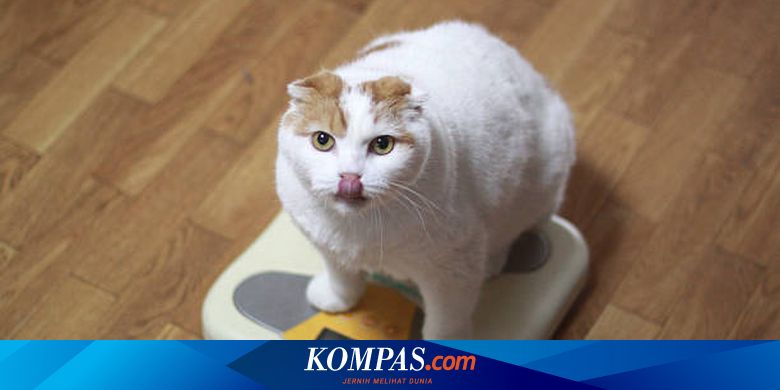 6 Tips Sederhana Menurunkan Berat Badan Berlebih pada Kucing