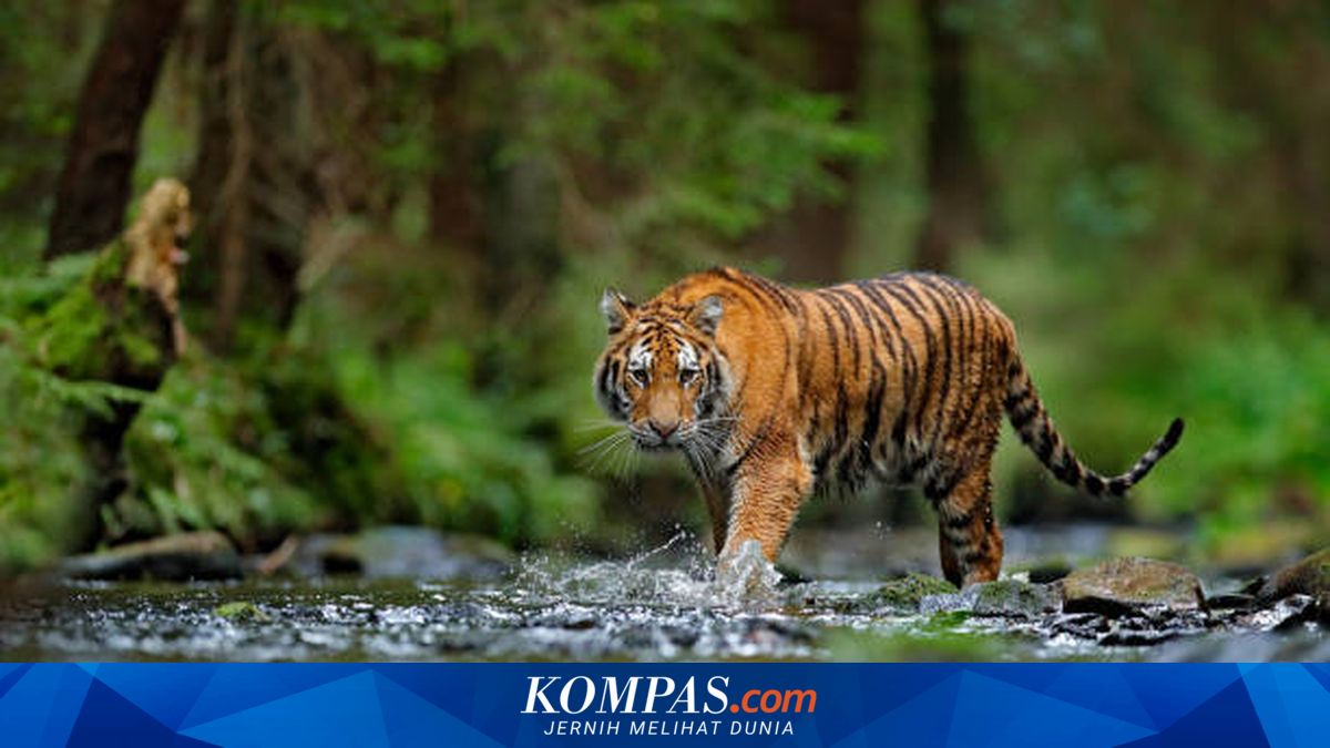BKSDA Bengkulu Terima Laporan Harimau Berkeliaran Malam Hari di ...