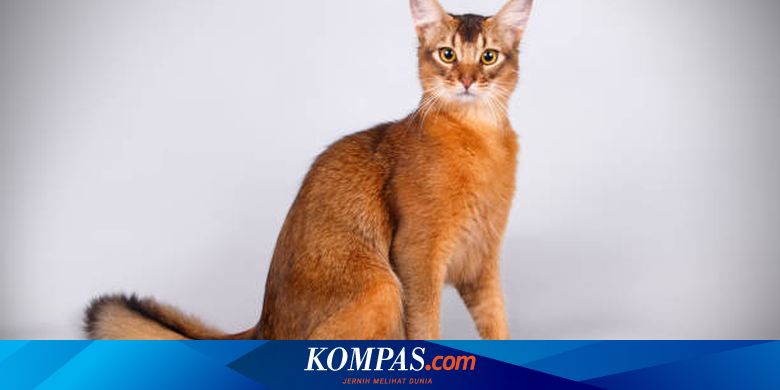 Mengenal Kucing Somali, Si 'Kucing Rubah' yang Aktif dan Cerdas