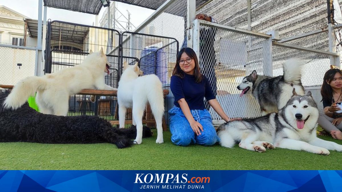 5 Aktivitas Seru di Dogs Ministry Pluit, Bisa Bawa Anjing Sendiri