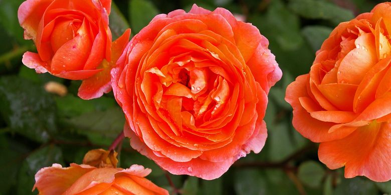 Cara Mudah Menanam Bunga Mawar dari Biji