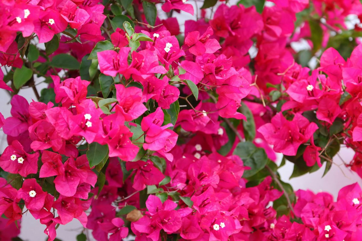 6 Cara Membuat Bugenvil Berbunga Lebat Sepanjang Tahun