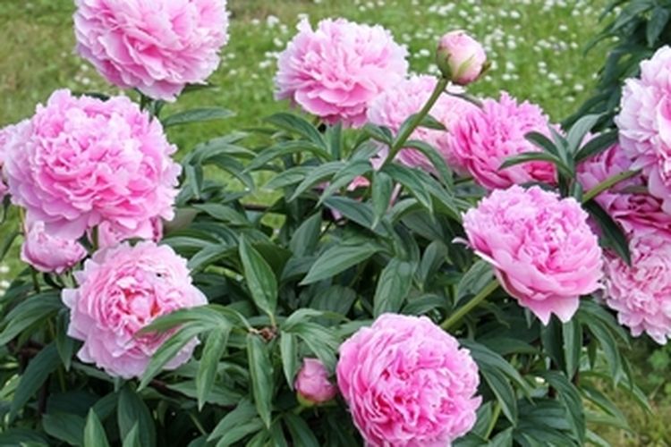 Simak, Begini Tips Menanam Bunga Peony