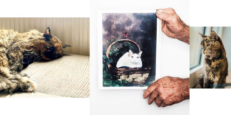 Foto : Deretan Kucing Tertua di Dunia, Ada yang Berumur 38 Tahun