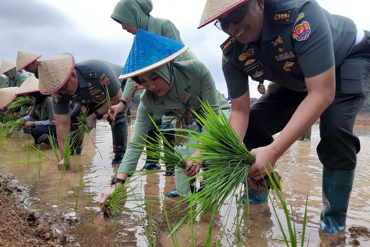 Dukung Swasembada Pangan Presiden, Puspomad Tanam Padi Terpadu, Libatkan Masyarakat