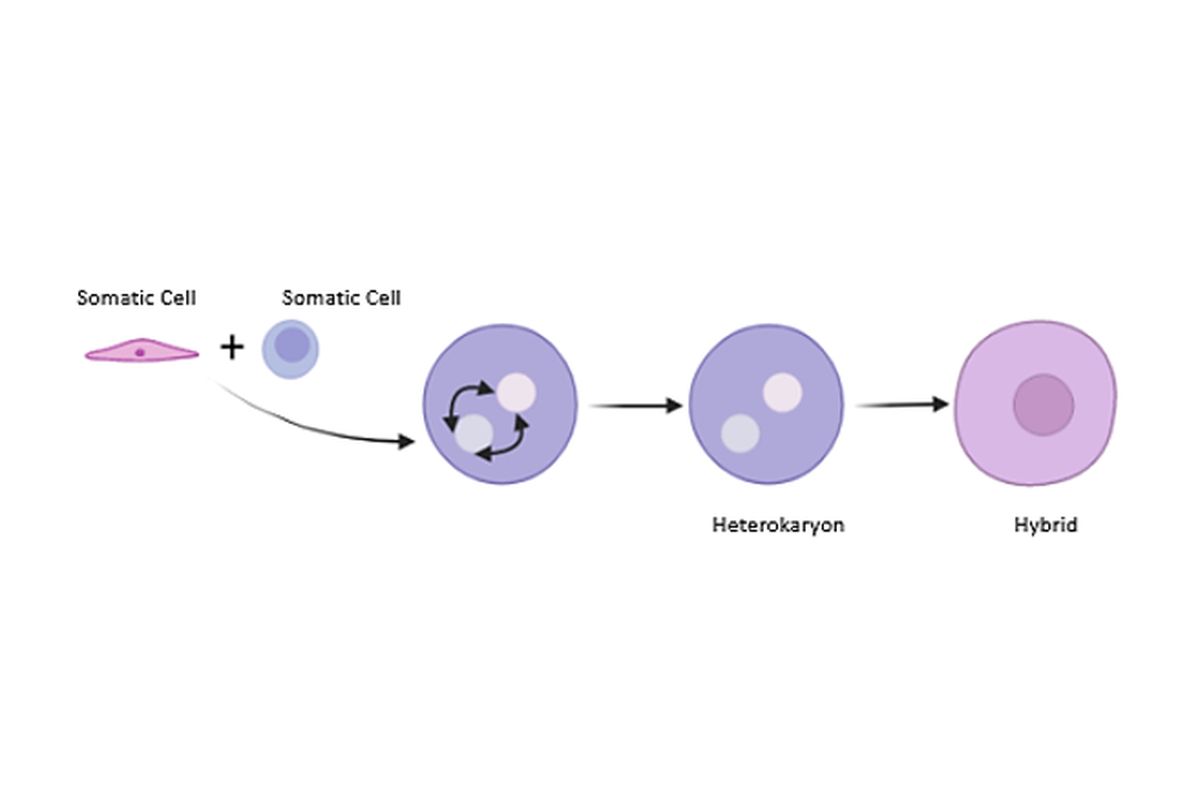 Fusi Sel: Pengertian, Tujuan, dan Jenisnya