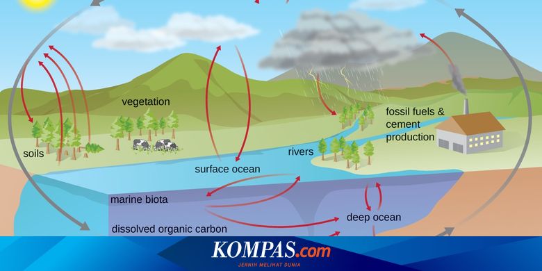 Daur Biogeokimia, Penjelasan Lengkap Setiap Daurnya – Kompas.com ...