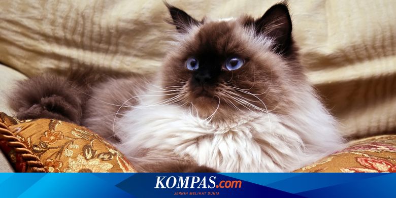 7 Ras Kucing Berwajah Datar yang Menggemaskan, Tertarik Memeliharanya?