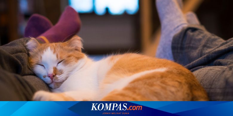 Penyebab Kucing Pincang dan Pengobatan yang Perlu Dilakukan