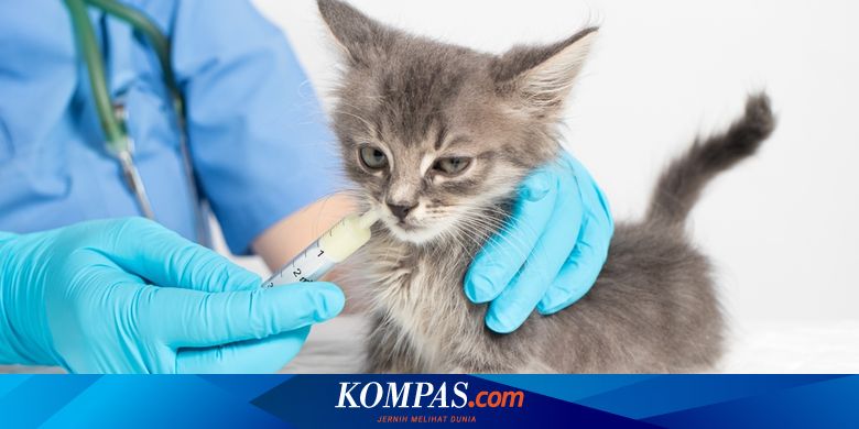 Gejala, Penyebab, dan Cara Mengobati Kucing Cacingan