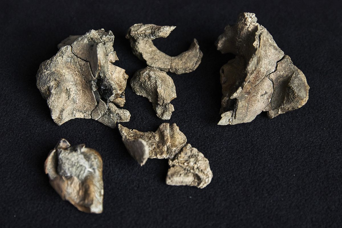 Ilmuwan Australia Temukan Paus Purba “Tampak Imut” tapi Predator