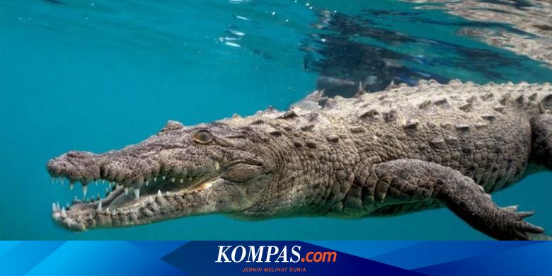 Hari Ini dalam Sejarah: Ratusan Tentara Jepang Tewas Diterkam Buaya di ...