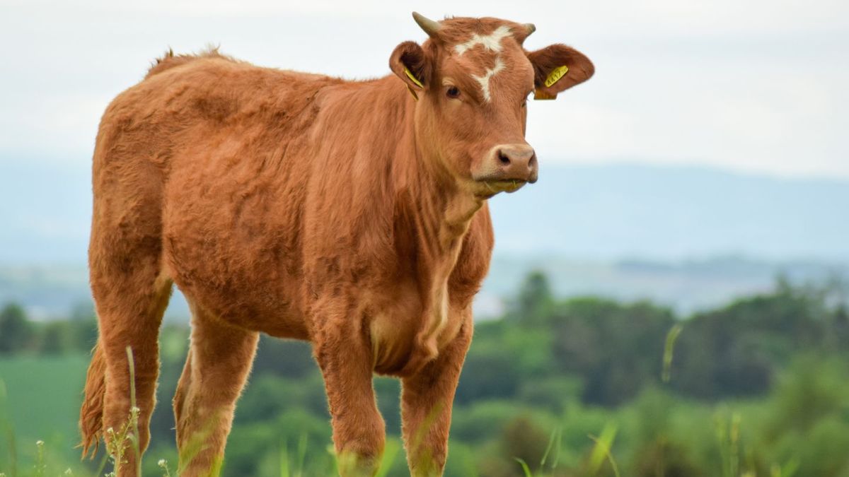 7 Jenis Sapi di Indonesia