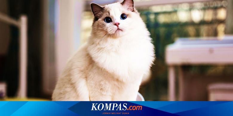 10 Cara Menjaga Kesehatan Kucing Menurut Dokter Hewan