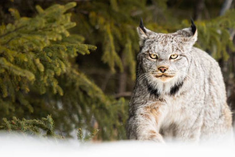 4 Jenis Kucing Lynx, Hewan Pemburu yang Terancam Punah