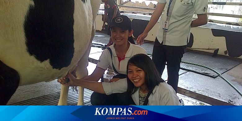 Cimory, Sensasi Memerah Susu Sapi hingga Tempat Makan Cokelat