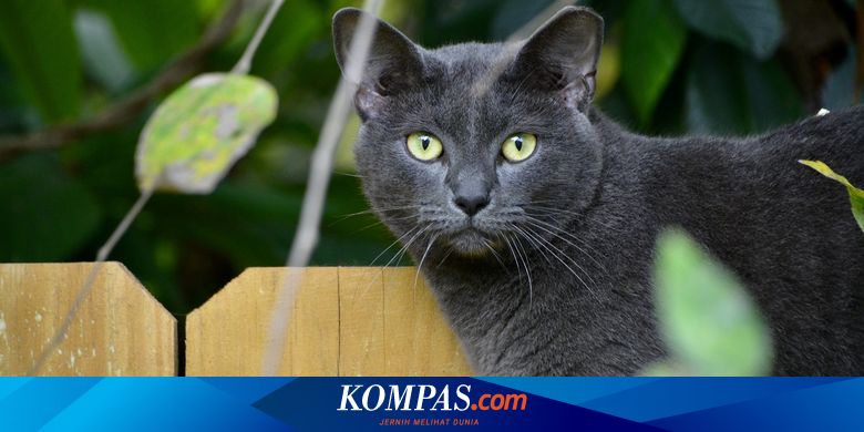 Berita Harian Fakta-menarik-kucing-korat Terbaru Hari Ini - Kompas.com