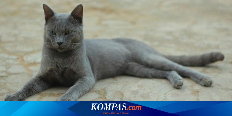 Mengenal Kucing Busok, Ras Asli Indonesia dari Pulau Madura