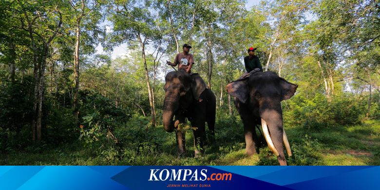 TN Way kambas Segera Buka Kembali dengan Konsep Wisata Konservasi