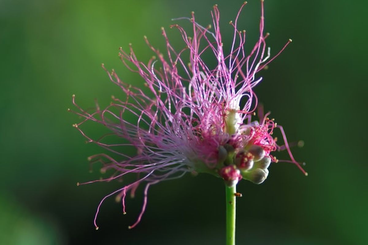 6 Jenis Pohon Beraroma Wangi yang Cocok Ditanam di Pekarangan Rumah
