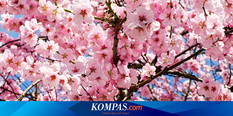 6 Fakta Unik Bunga Sakura yang Tidak Dapat Mekar Lama