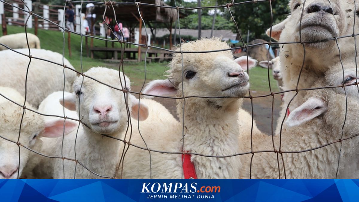 Jelang Idul Adha, Stok Domba di DIY Masih Kurang 7.000 Ekor