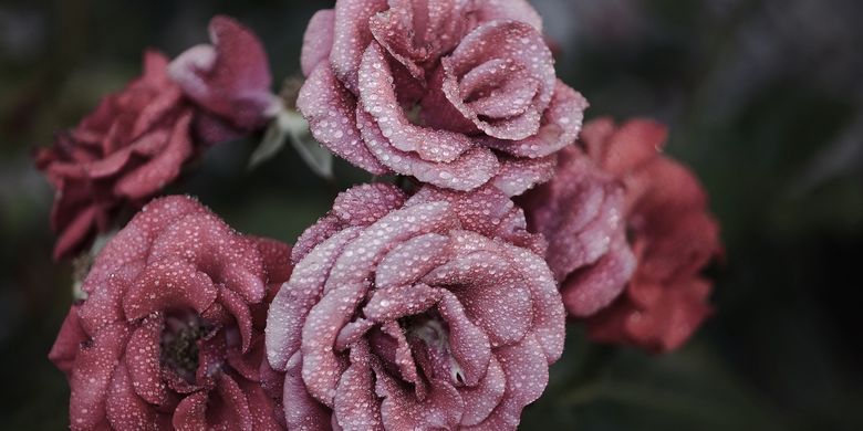 Tumbuhan Perdu: Pengertian dan Contohnya