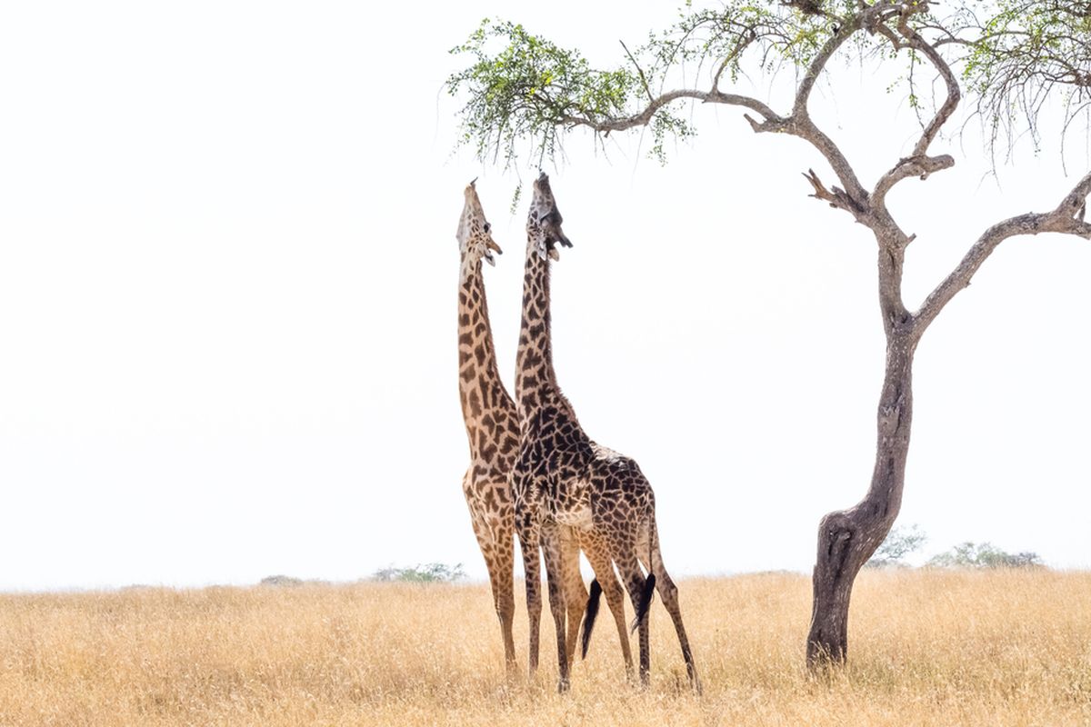 6 Fakta Jerapah, Hewan Paling Tinggi di Dunia