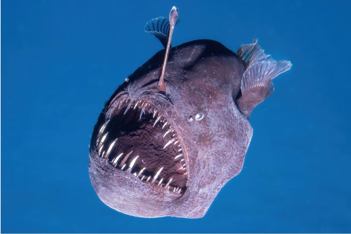 Mengenal Anglerfish, Ikan Laut Dalam yang Muncul di Permukaan Laut Spanyol