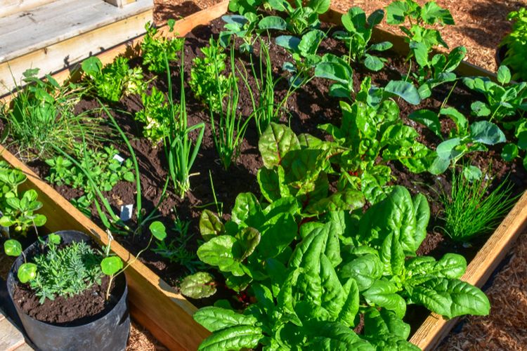3 Tips Menanam Sayur di Lahan Sempit Menurut Ahli Berkebun