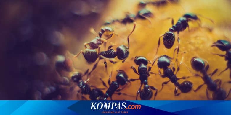 14 Cara Mengusir Semut Hitam di Rumah