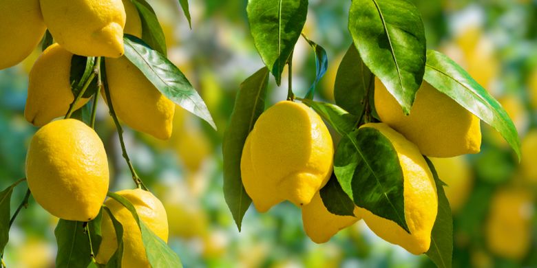 Manfaat Lemon untuk Kesehatan, Redakan Stres hingga Kencangkan Kulit
