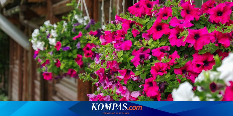 6 Jenis Tanaman Hias Bunga yang Cocok Digantung