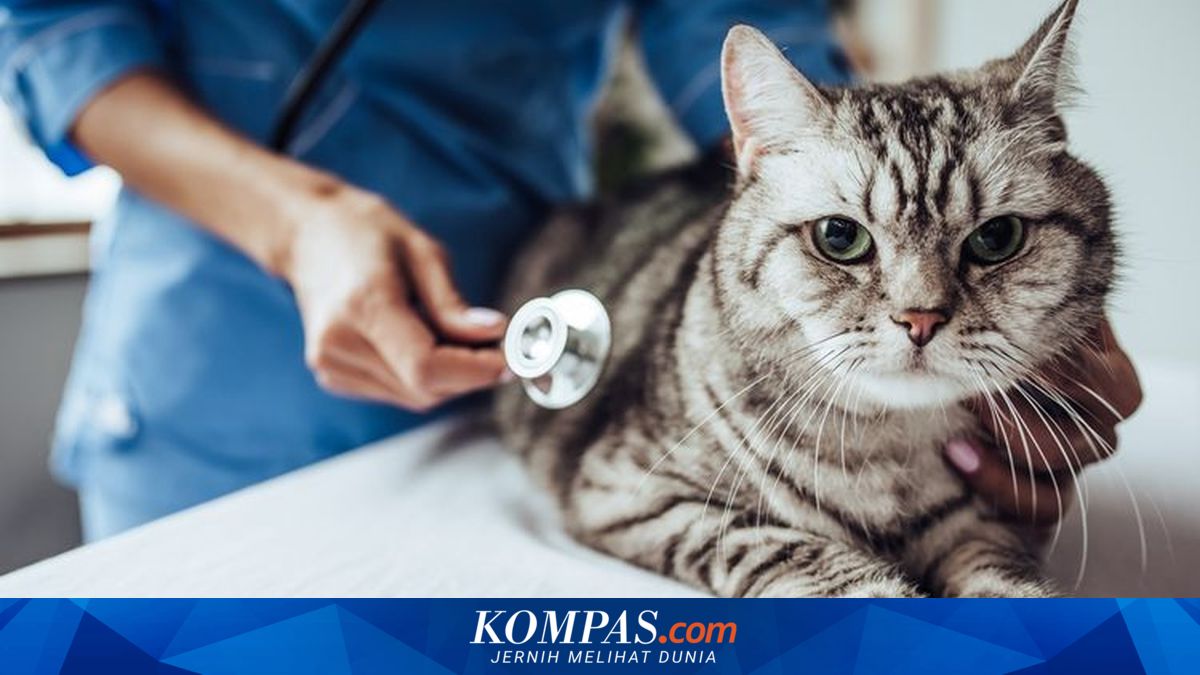 5 Penyebab Kucing Rumahan Terkena Kutu dan Cara Membasminya