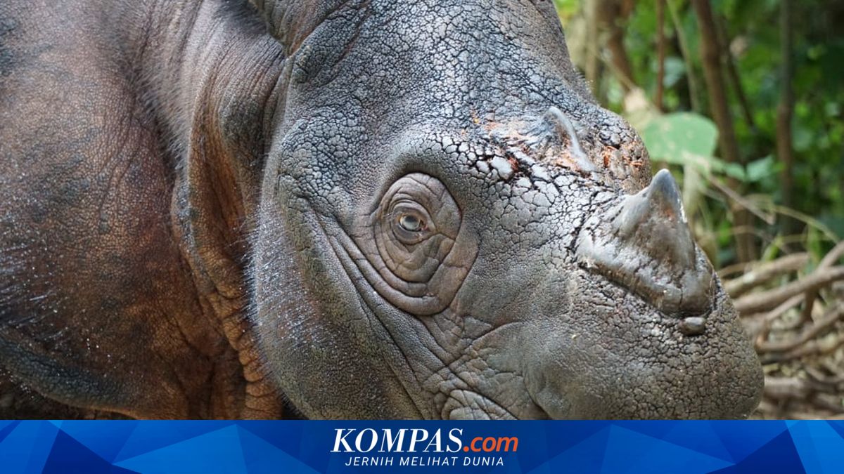 Badak Sumatera dan Badak Jawa, 2 Jenis Badak Indonesia yang Terancam Punah