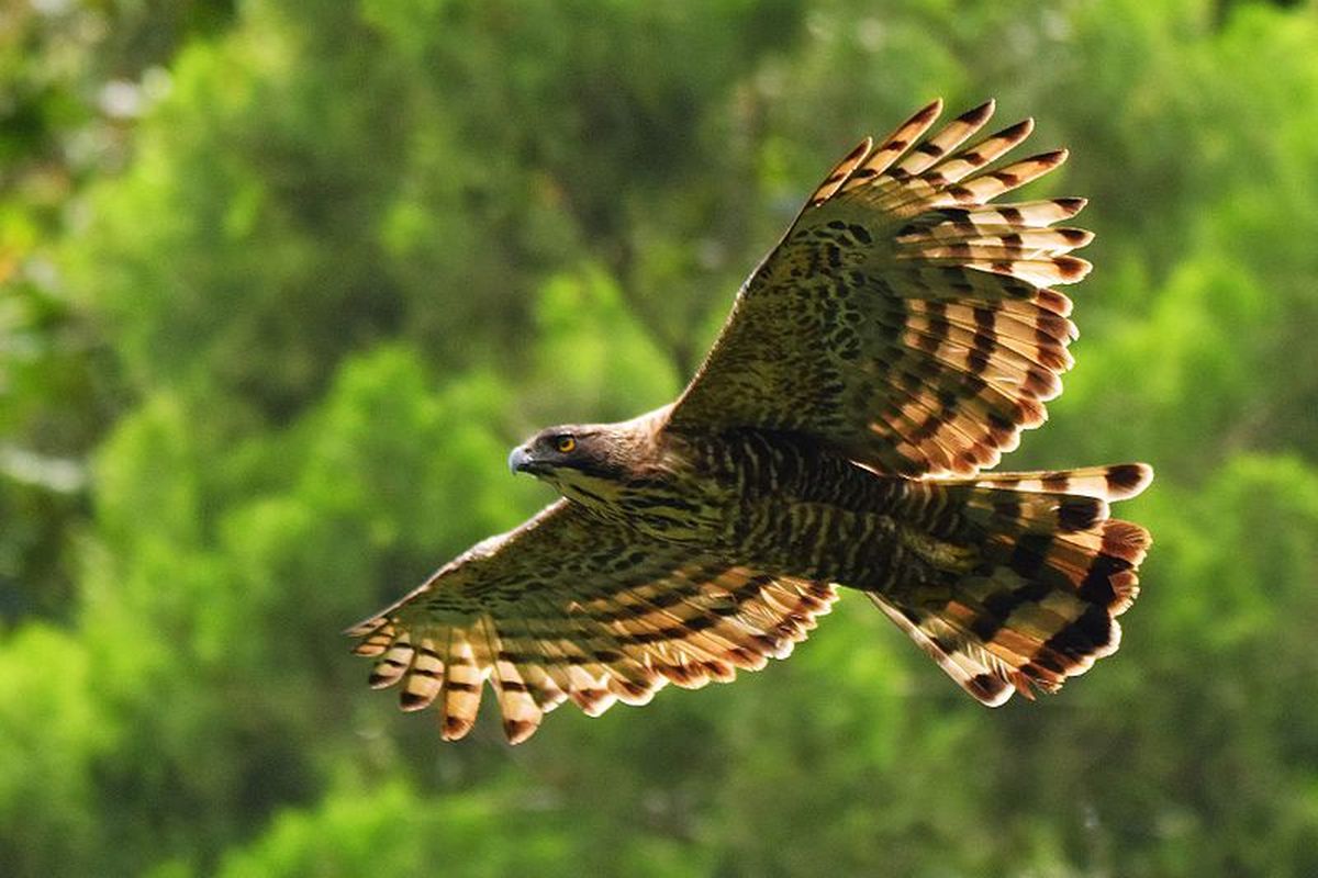 Elang Jawa: Ciri-ciri, Habitat, dan Manfaat