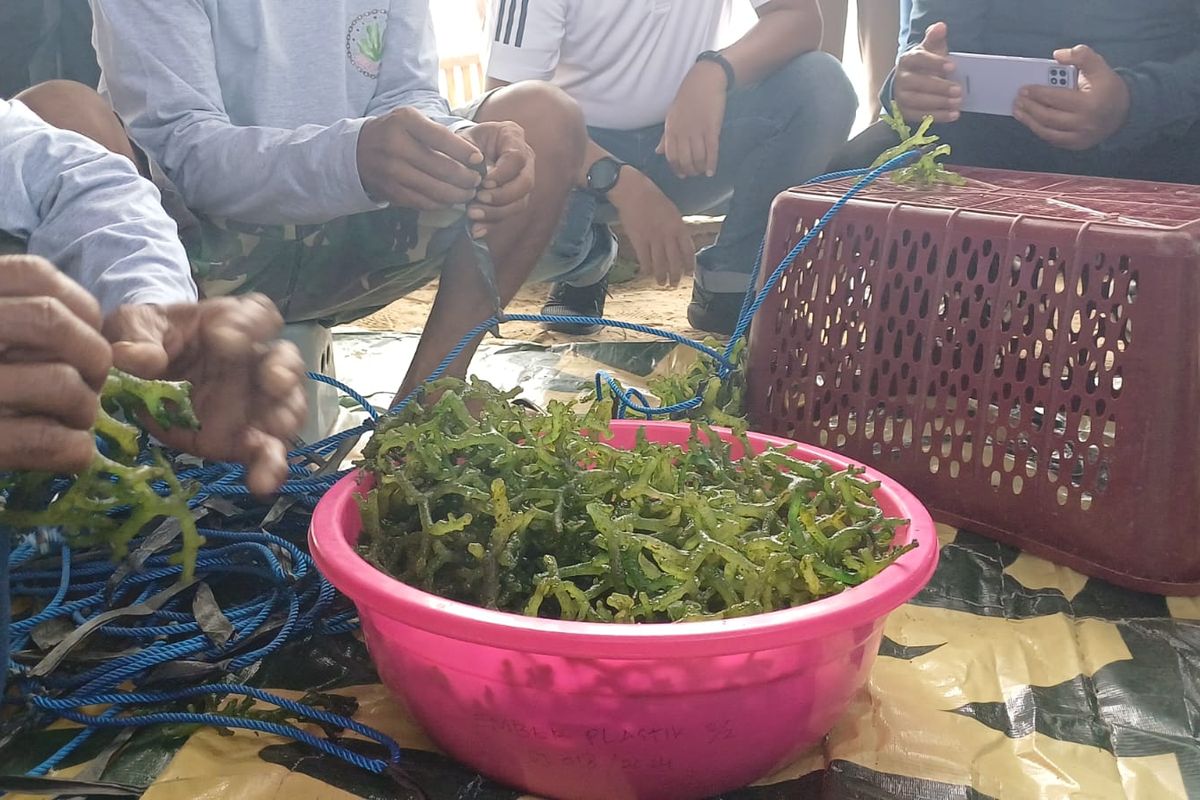 7 Manfaat Rumput Laut yang Baik untuk Kesehatan