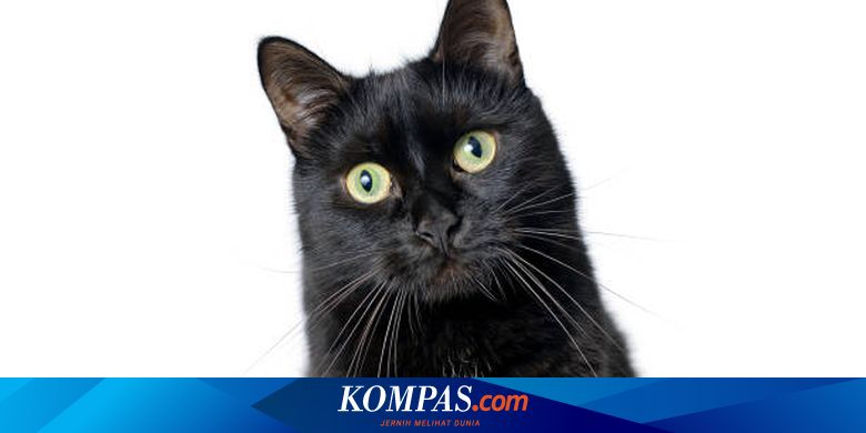 7 Ras Kucing yang Memiliki Bulu Hitam Total