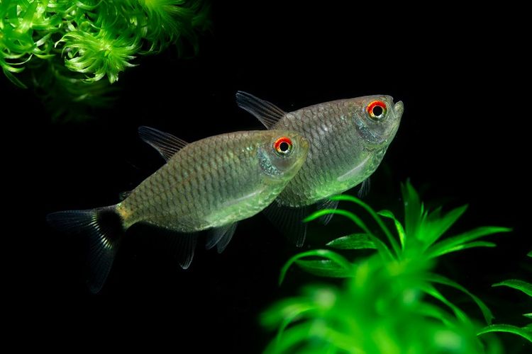 Foto : 9 Jenis Ikan Neon Tetra Berwarna Unik, Ada yang Bermata Merah