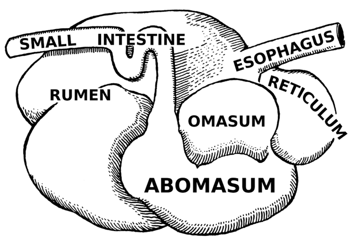 Omasum pada Ruminansia: Pengertian dan Fungsinya
