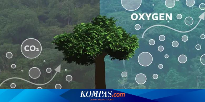Berapa Pohon yang Dibutuhkan untuk Oksigen Satu Orang?