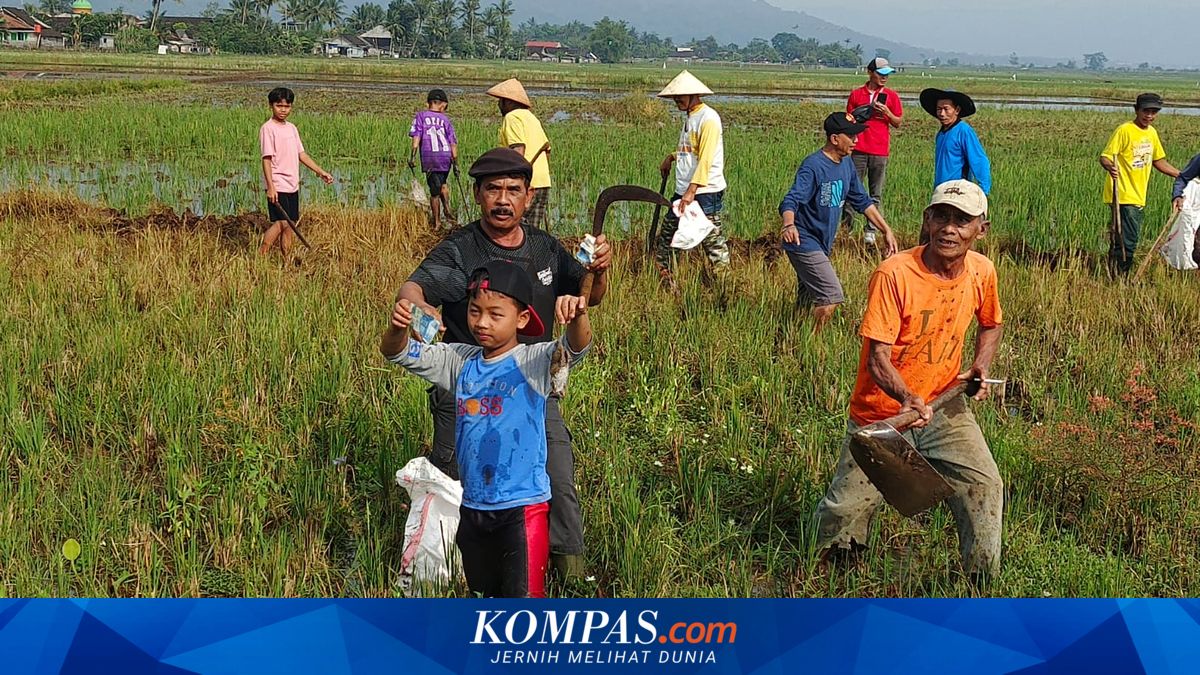 "Lebih Baik Cari Tikus daripada Main HP, Dapat Rp 2.000 Per Ekor"