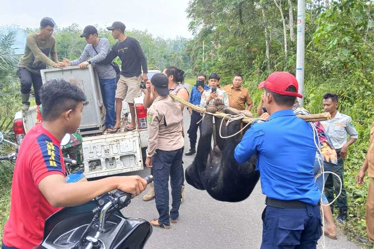 Evakuasi Beruang Madu Kena Jerat di Riau, Polisi Terluka Kena Pisau Sendiri