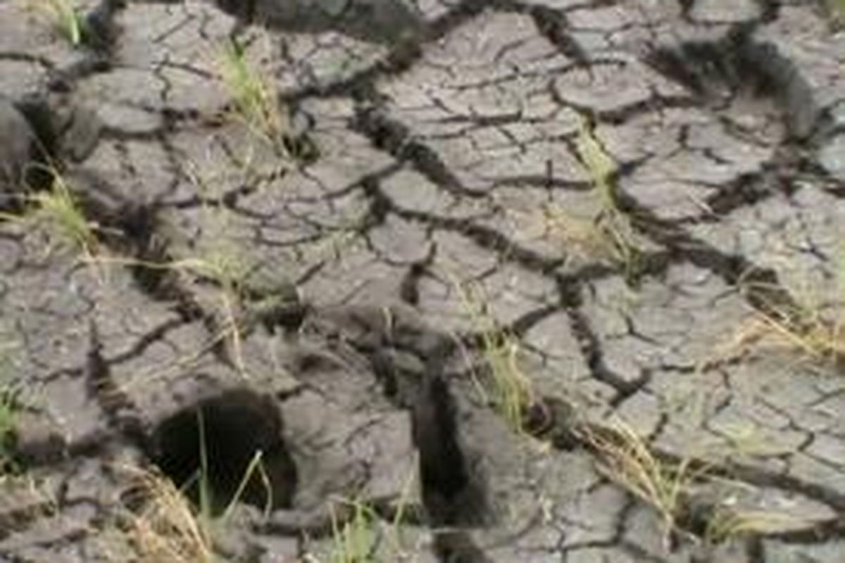 Kekeringan, 3.000 Hektar Sawah di Tasikmalaya Gagal Panen