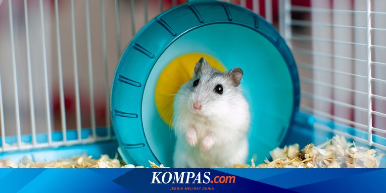 Cara Merawat Hamster agar Berumur Panjang Menurut Dokter Hewan