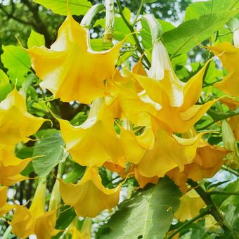 7 Bunga Berkelopak Besar yang Dapat Ditanam di Halaman Rumah