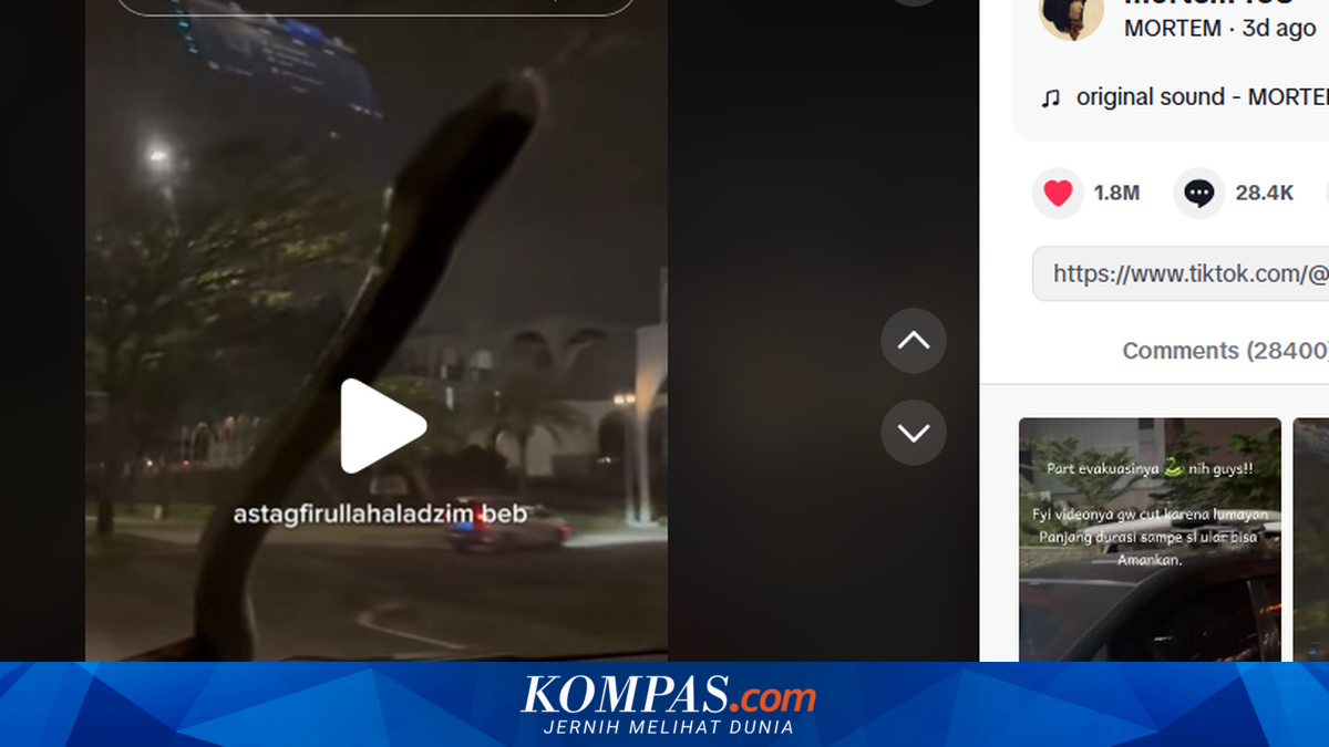 Video Viral Ular Merayap di Kap Mobil, Dosen UGM Ungkap Jenis dan ...