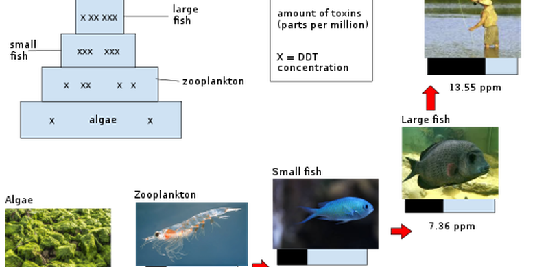 Biomagnifikasi: Pengertian dan Penyebabnya